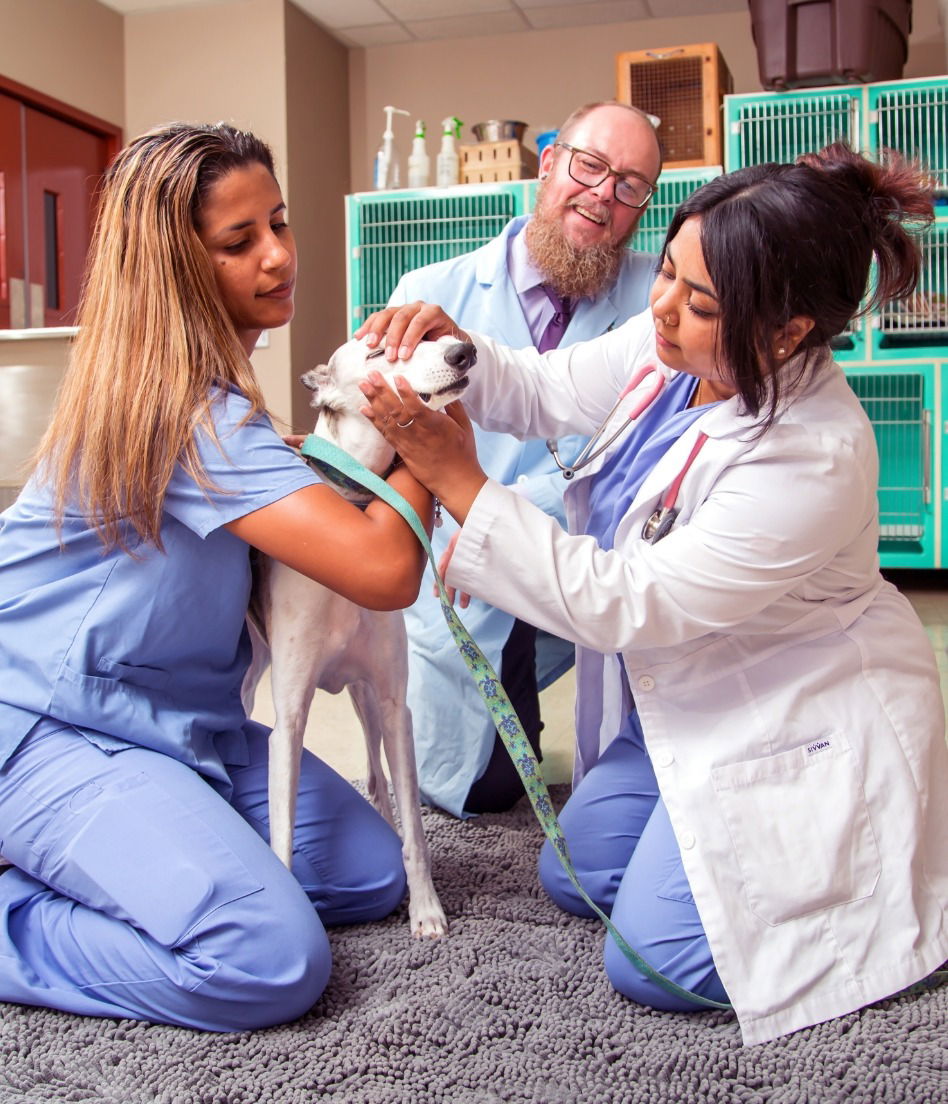 Pre-Veterinary Program at St. Matthew's